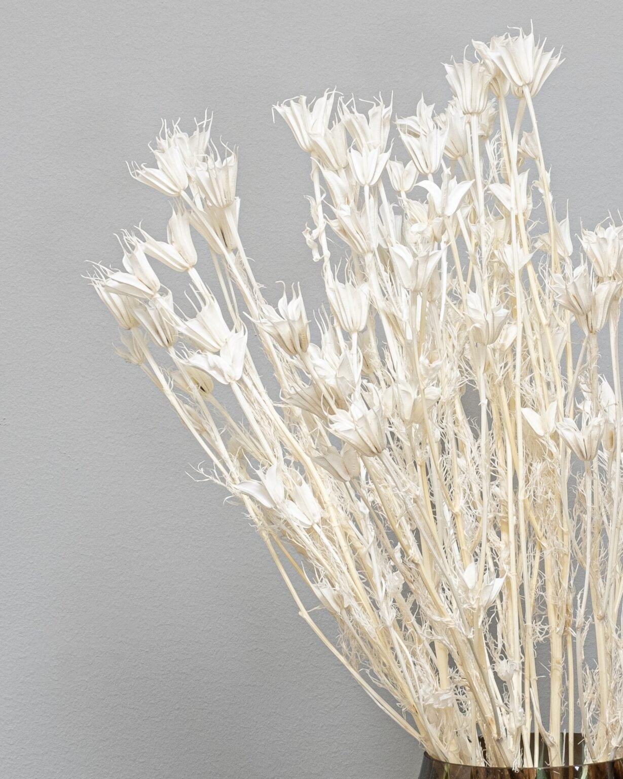 Nigella Orientalis - Torkade Blommor | Forever Flora