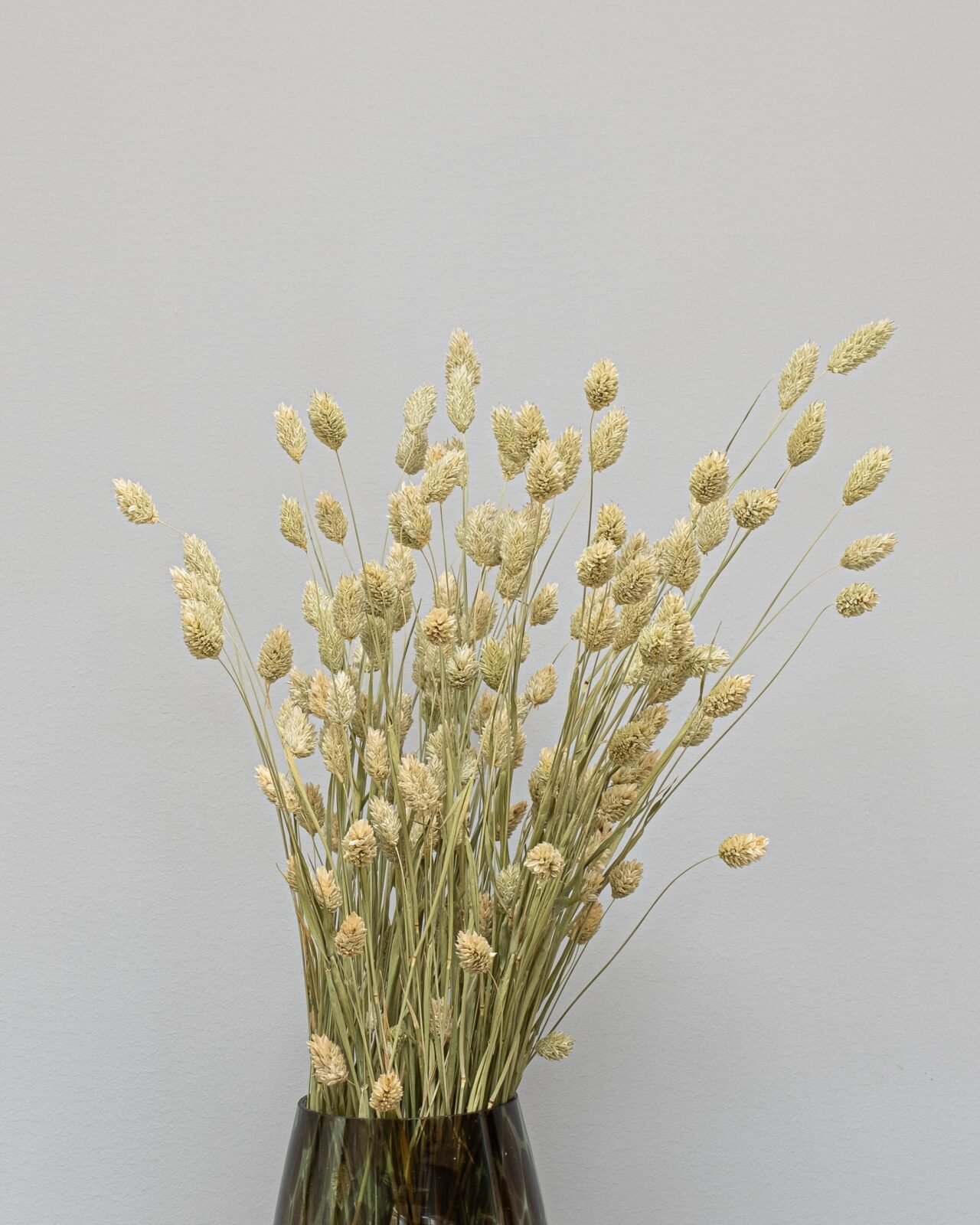 Phalaris - Torkade blommor | Forever Flora
