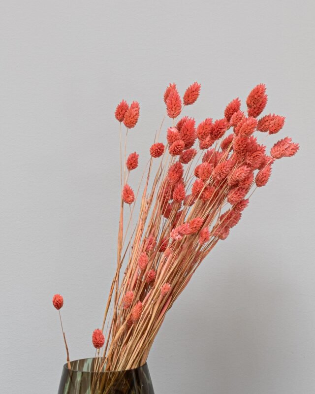 Phalaris - Torkade blommor | Forever Flora