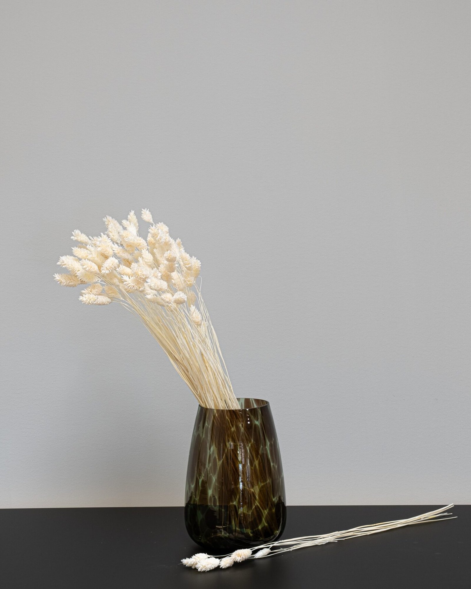 Phalaris - Torkade blommor | Forever Flora