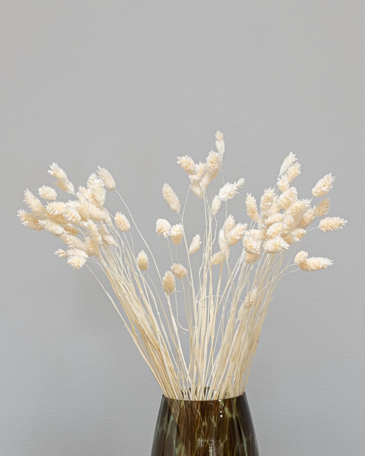 Phalaris - Torkade blommor | Forever Flora