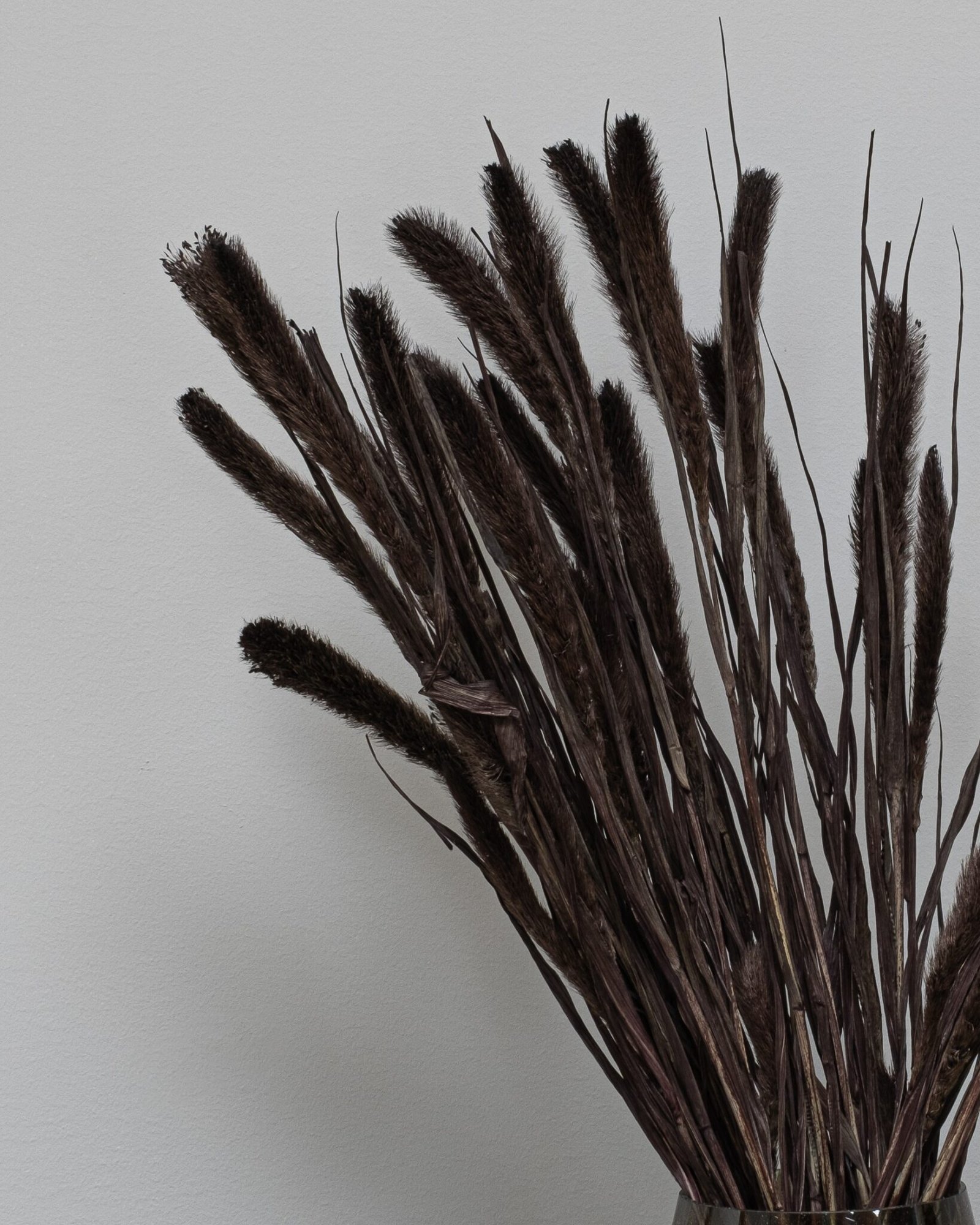 Setaria - Torkade Blommor | Forever Flora
