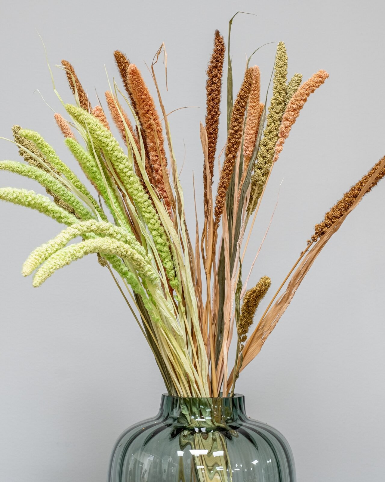 Durrasläktet, Sorghum Torkade Blommor | Forever Flora
